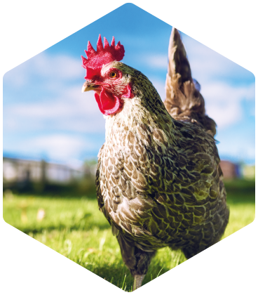 Food Testing Laboratory UK | Food Forensics